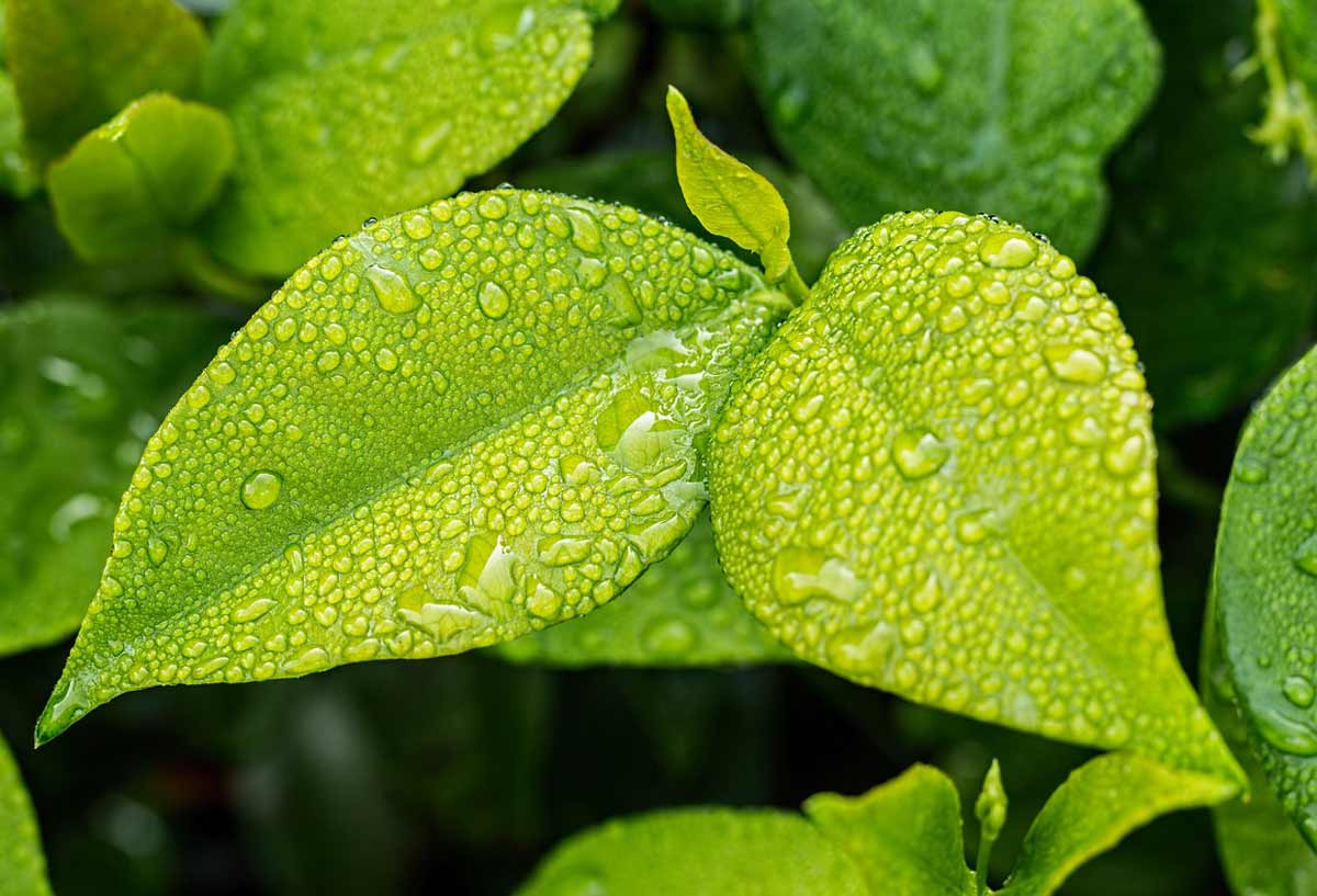 21 Da Hong Pao Tea Health Benefits, Recipe, Side Effects - TeaFame