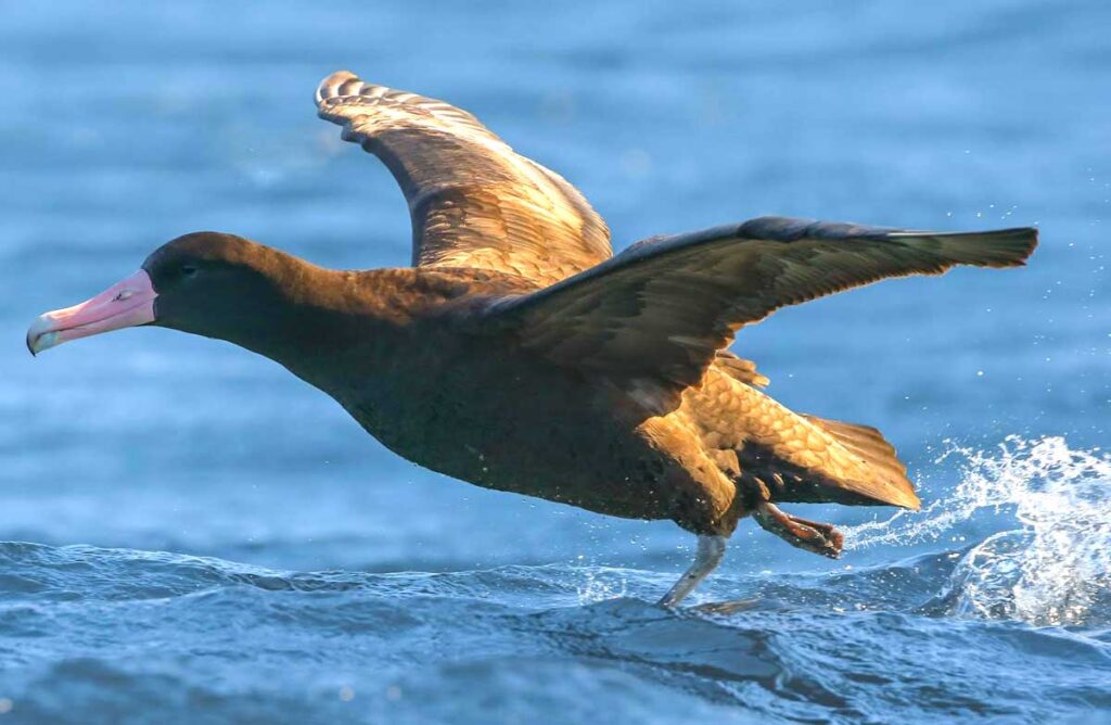 Visiting Tea Plantations: Immersing Yourself in the World of Tea - TeaFame